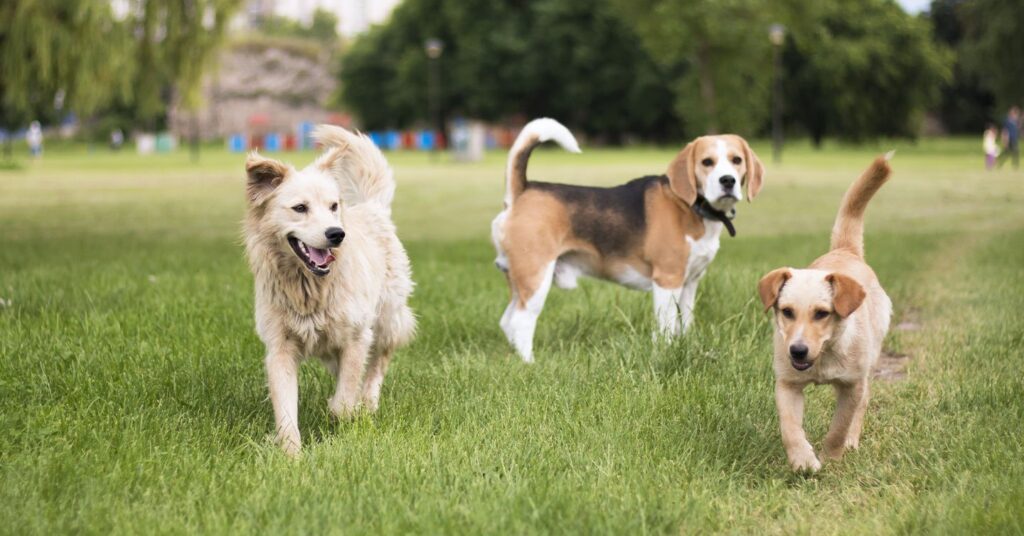 ¿Conoces las reglas del parque para perros?