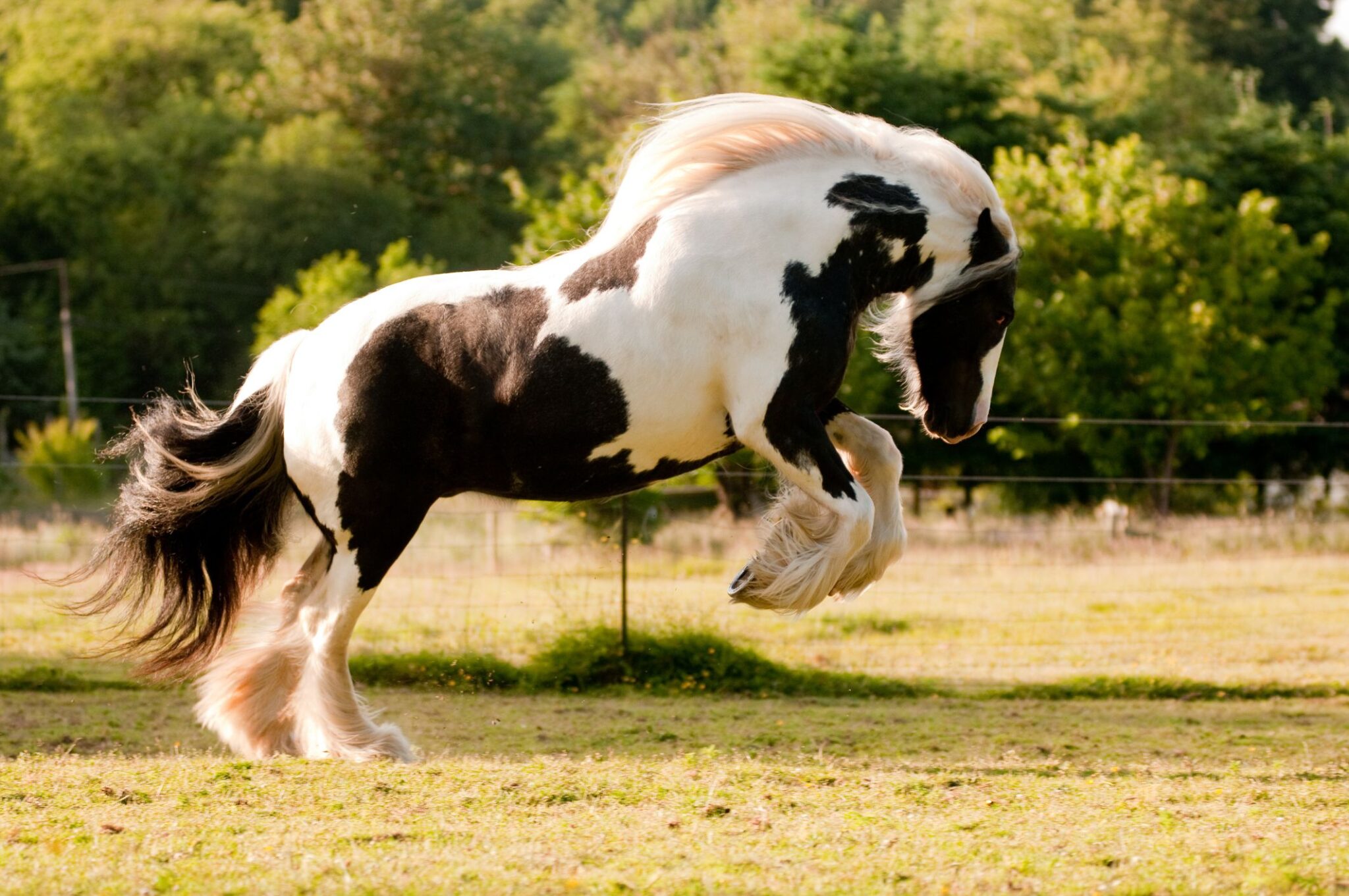 Gypsy Vanner: perfil de raza de caballo