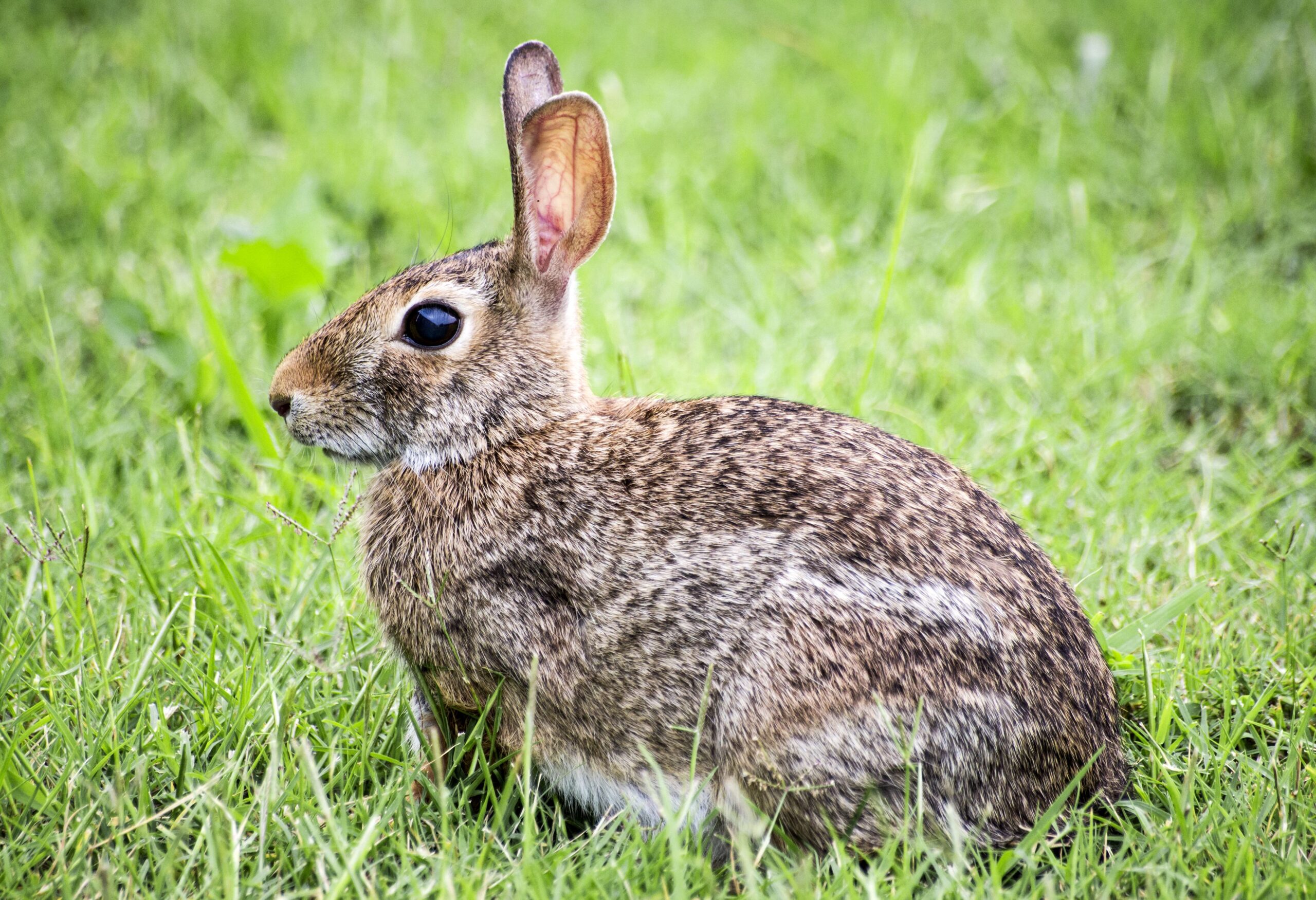 ¿Está bien liberar en la naturaleza a mi conejo mascota?