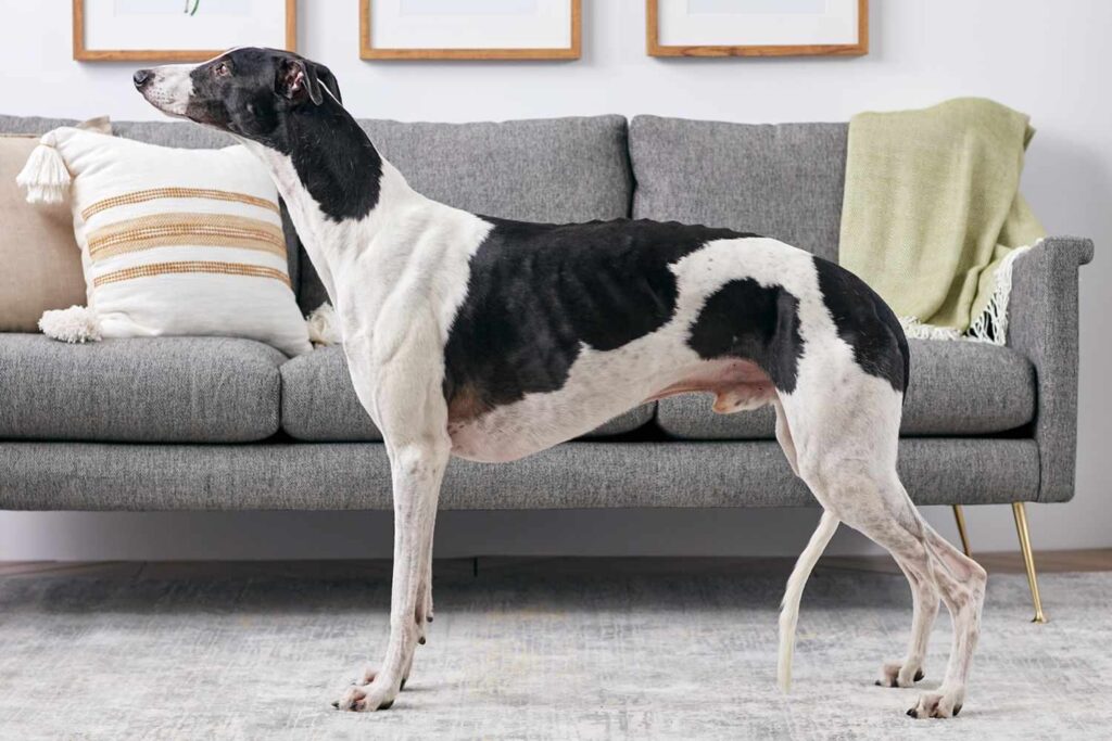 Galgo: características y cuidado de la raza de perro