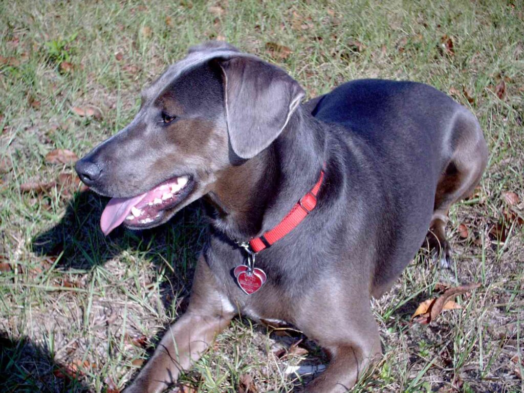 Conoce al perro Blue Lacy de Texas